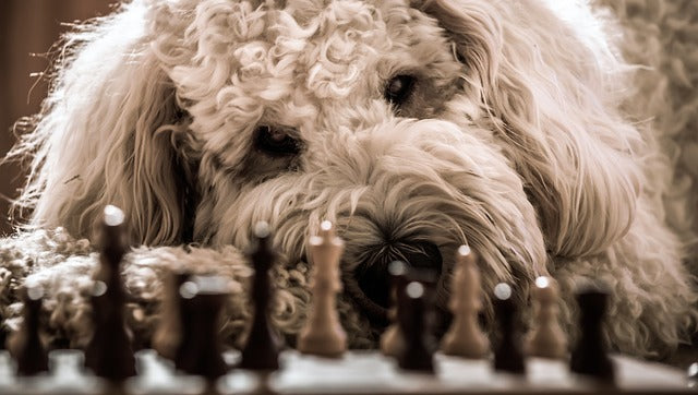 Printabable Crossword Puzzle in Spanish for Animals | Multilingual Books